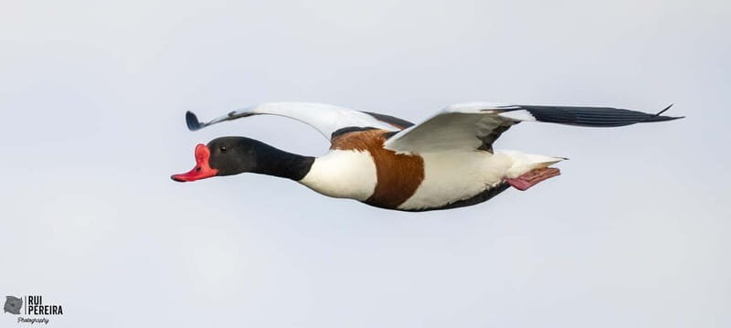 Lisbon: Private Birdwatching Tours with a Local Guide - FAQ