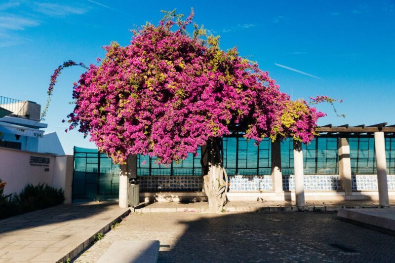 Lisbon: Private Evening Tour with Drinks & Bites in Alfama - Key Points