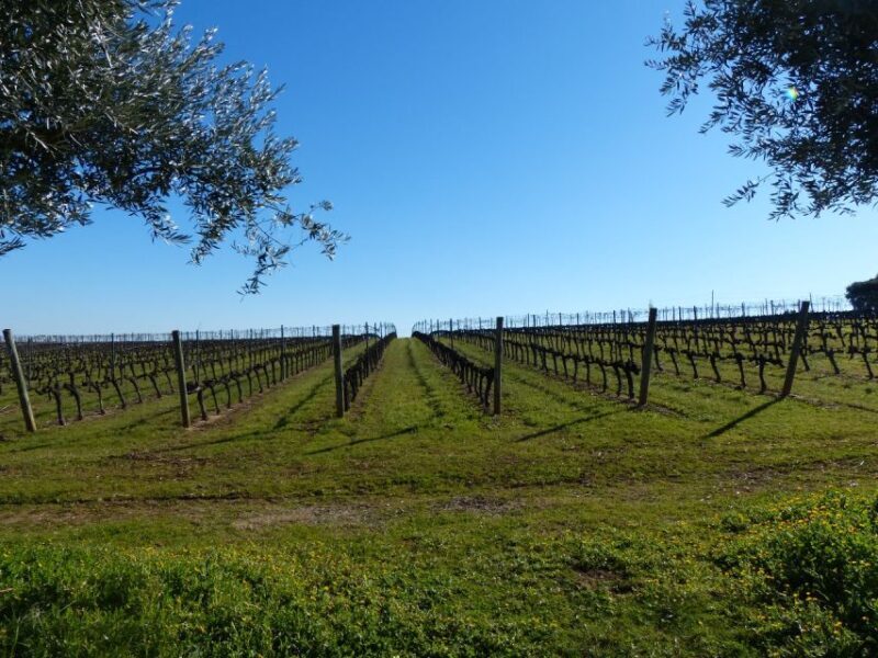 Lisbon: Private Tour Evora with Wine Tasting at the Cartuxa - Key Points