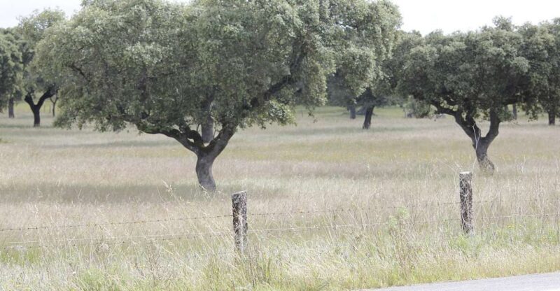 Lisbon: Private Tour to Évora and Cork Factory - Who Will Love This Tour?