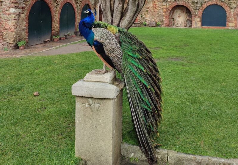 Lisbon: São Jorge Castle Skip-the-Line Ticket & Guided Tour - Practical Details and Value