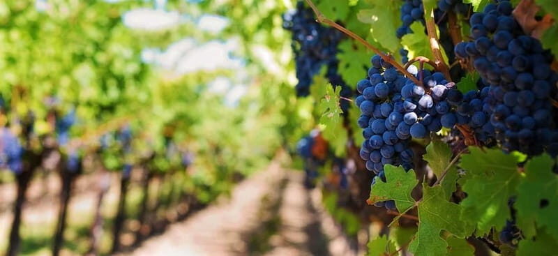 Lisbon: Setúbal, Arrábida and Azeitão Private Wine Tour - The Highlights of the Tour