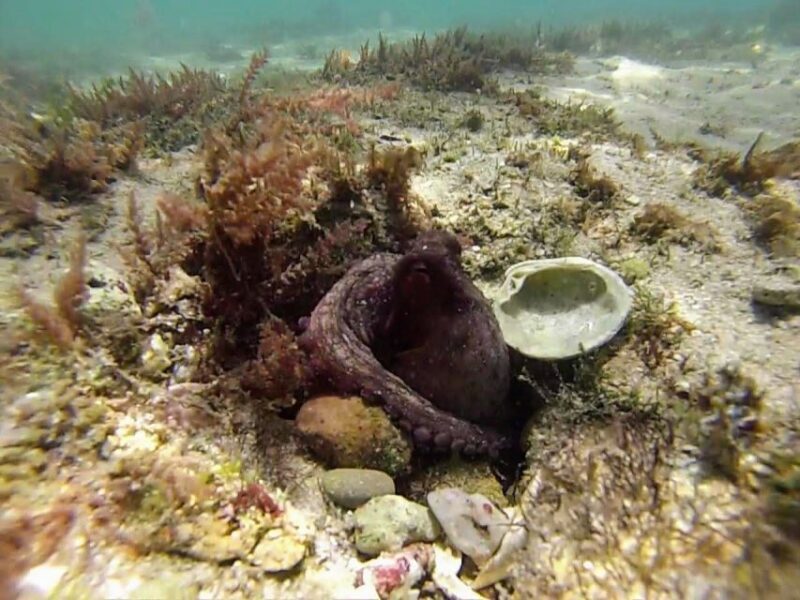 Lisbon: Snorkeling and Wine Tasting in Arrábida - What’s Included and What to Consider