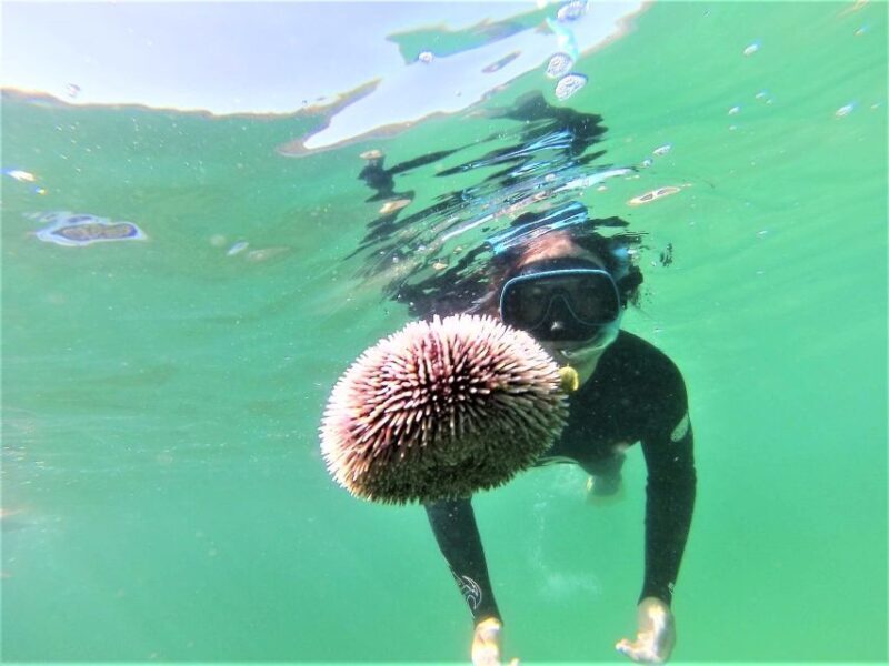 Lisbon: Snorkeling and Wine Tasting in Arrábida - The Sum Up