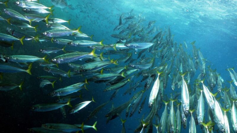 Lisbon: Snorkelling in Sesimbra/Arrábida Natural Park - Why This Tour Works