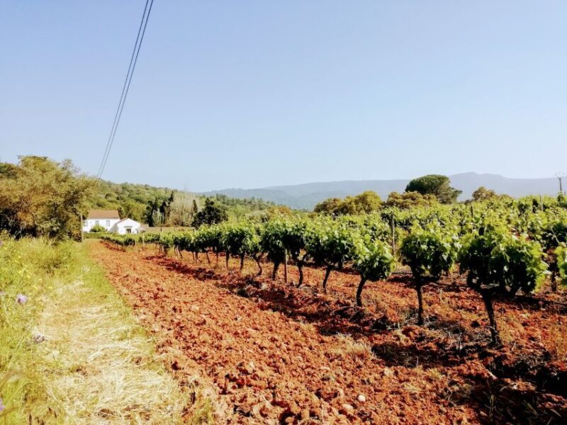 Lisbon: South City Sights and Cultural Tour with Wine - Itinerary Breakdown: What to Expect