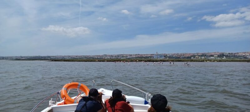Lisbon: Tagus Estuary Nature Reserve Birdwatching Boat Tour - The Highlights and Special Features