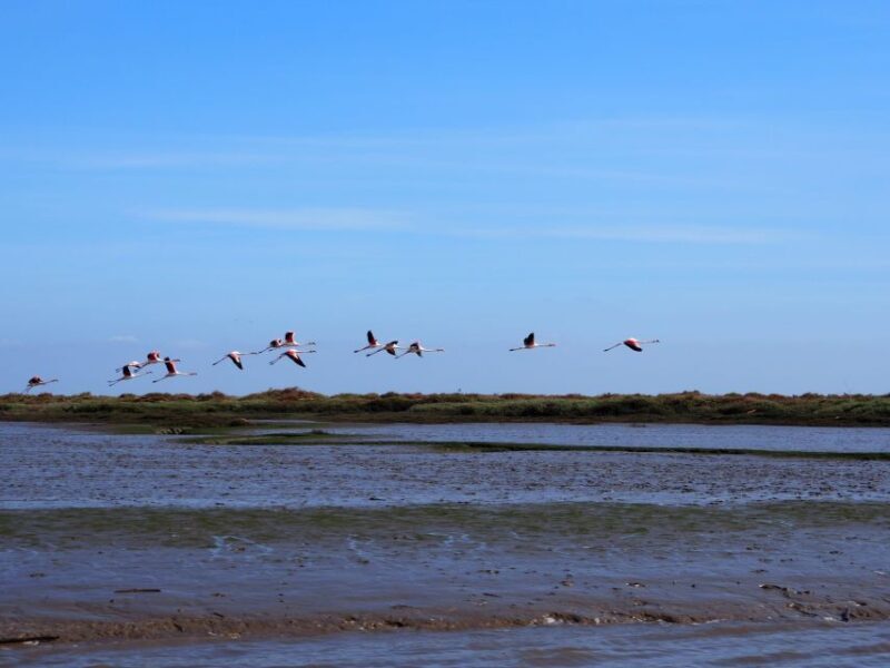 Lisbon: Tagus Estuary Nature Reserve Birdwatching Boat Tour - Practical Details and Tips