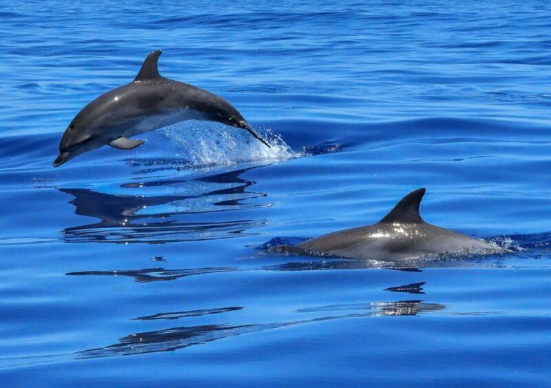 Lisbon: Tagus River Cruise to the Ocean & Dolphin Watching - What Does a Typical Trip Look Like?