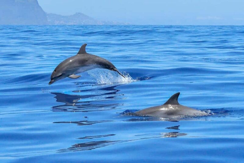 Lisbon: Tagus River Marine Wildlife Speedboating Adventure - The Experience in Depth: Why It Works