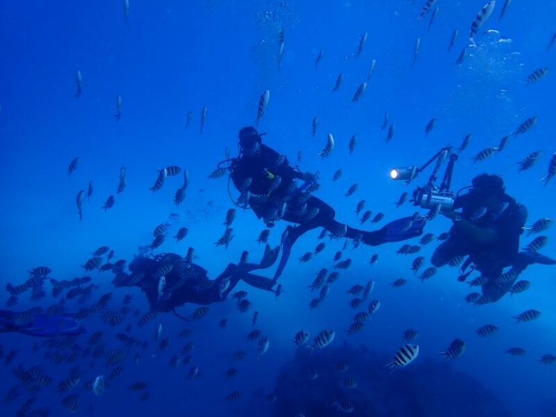 Lisbon: Try Dive in Arrábida Marine Reserve Setubal Sesimbra - Practical Details You Need to Know