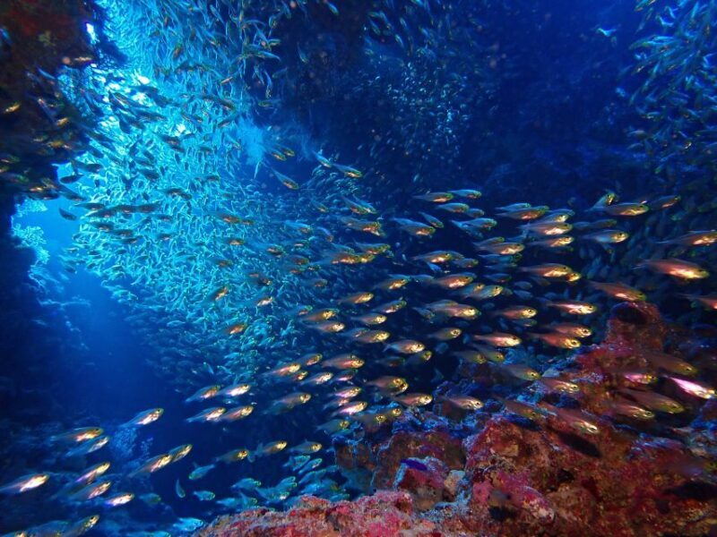 Lisbon: Try Dive in Arrábida Marine Reserve Setubal Sesimbra - Frequently Asked Questions