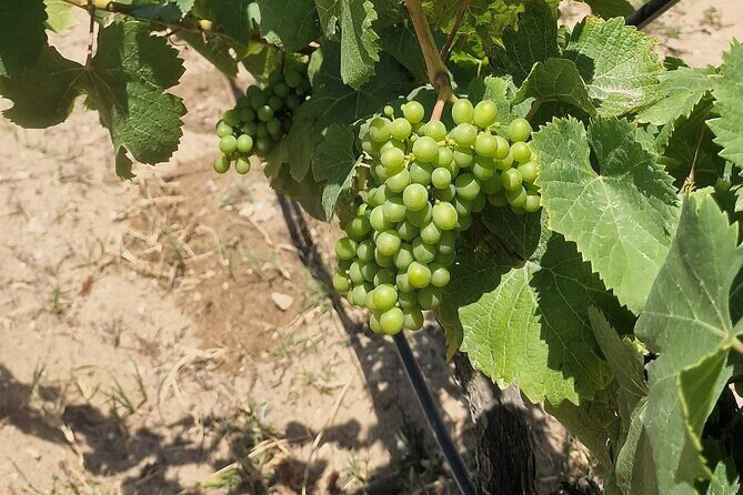 Lisbon Wine Tour: Azeitao, Setubal and Arrabida and Hotel Pickup - Frequently Asked Questions