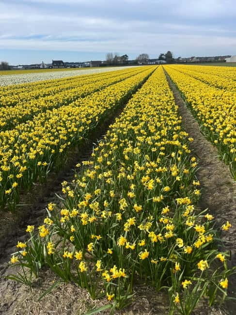 Lisse: Private Tulip Fields Tour with a Local Guide 1h Tour - The Bottom Line