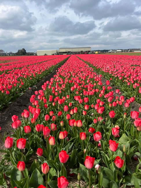 Lisse: Private Tulip Fields Tour with a Local Guide 1h Tour - Final Thoughts