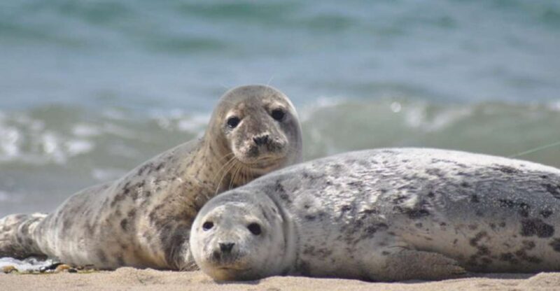 List/Sylt: Guided Seal-Watching Cruise on a Rustic Boat - Discover the North Sea’s Wildlife on Sylt’s Seal-Watching Cruise