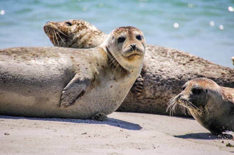 List/Sylt: Guided Seal-Watching Cruise on a Rustic Boat - Final Thoughts