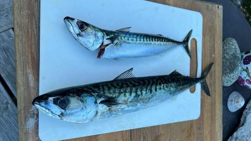 Lister: Inshore Fishing Tour with Local Guide - A Closer Look at the Tour Experience