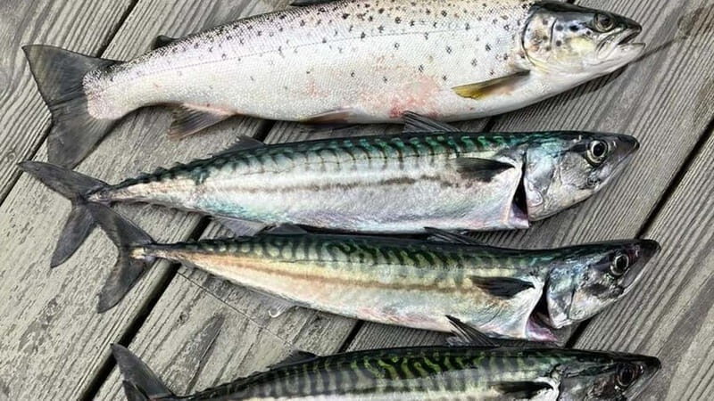 Lister: Inshore Fishing Tour with Local Guide - Who Will Love This Tour