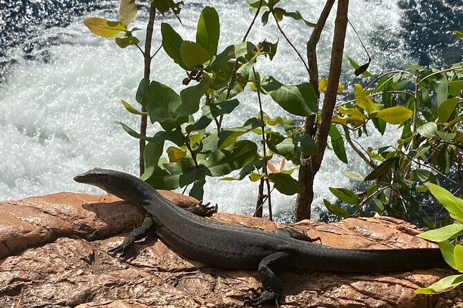 Litchfield & Berry Springs VIP Adventure Day Tours (group of 11) - Pricing and Value