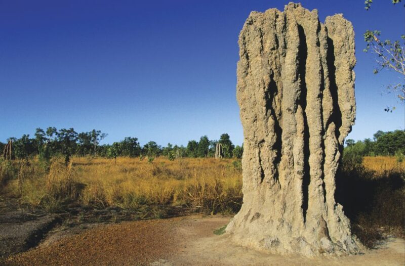 Litchfield National Park: Full-Day & Lunch from Darwin - FAQ