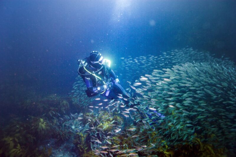 Little Barrier Island: Full-Day Scuba Dive Charter - Key Points