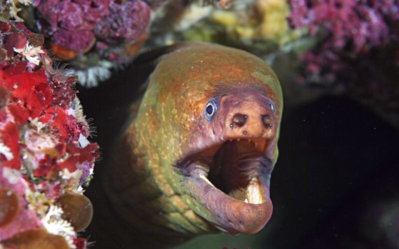 Little Barrier Island: Full-Day Scuba Dive Charter - The Bottom Line