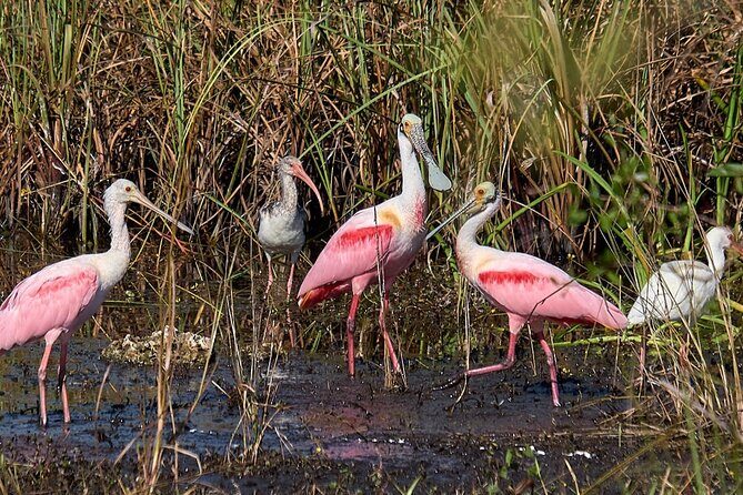 Little Havana Walking Tour + 1 Hour Everglades Airboat Ride - Who Will Love This Tour?