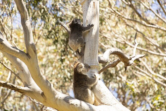 Little Koala Walking Tour - The Experience in Detail
