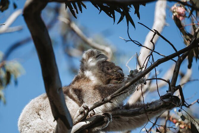 Little Koala Walking Tour - FAQ