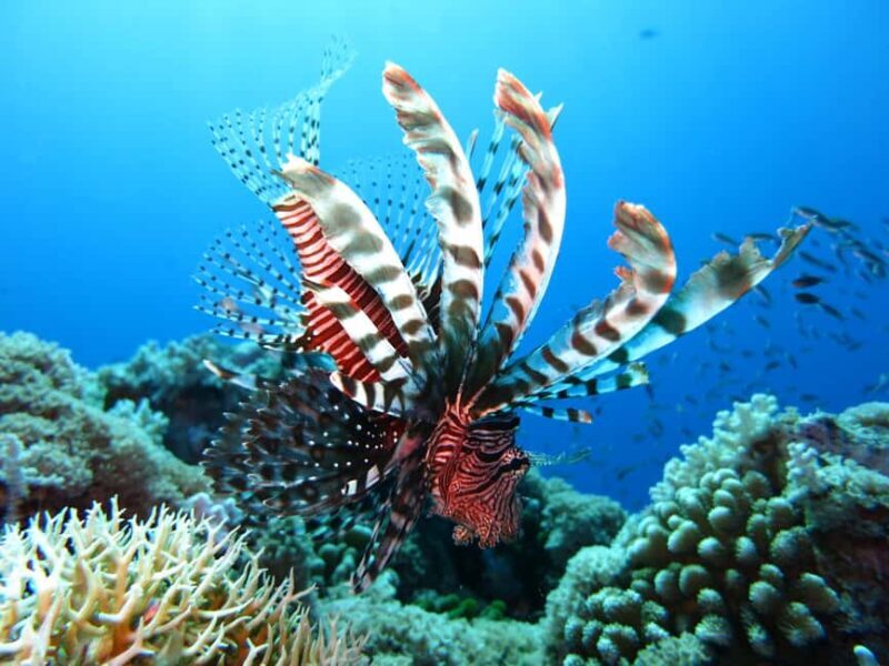 Little Tobago: Glass Bottom Boat Tour - An In-Depth Look at the Little Tobago Glass Bottom Boat Tour