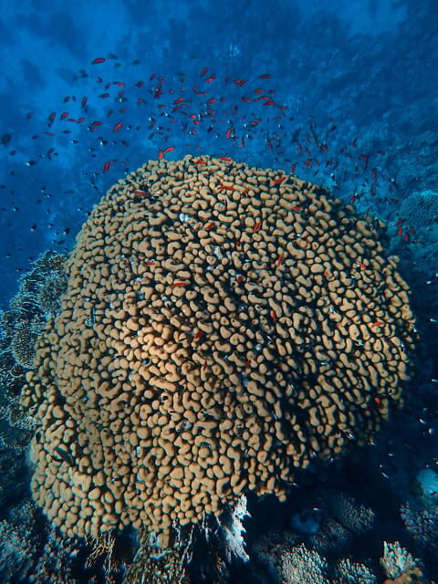 Little Tobago: Glass Bottom Boat Tour - Concluding Thoughts
