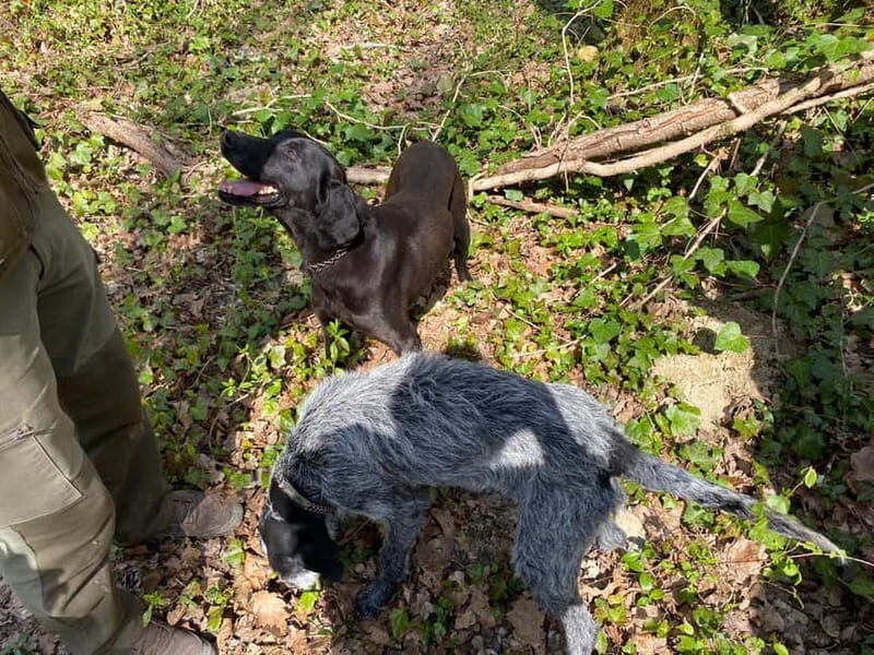 Livade: Guided Truffle Hunting Walking Tour - Key Points