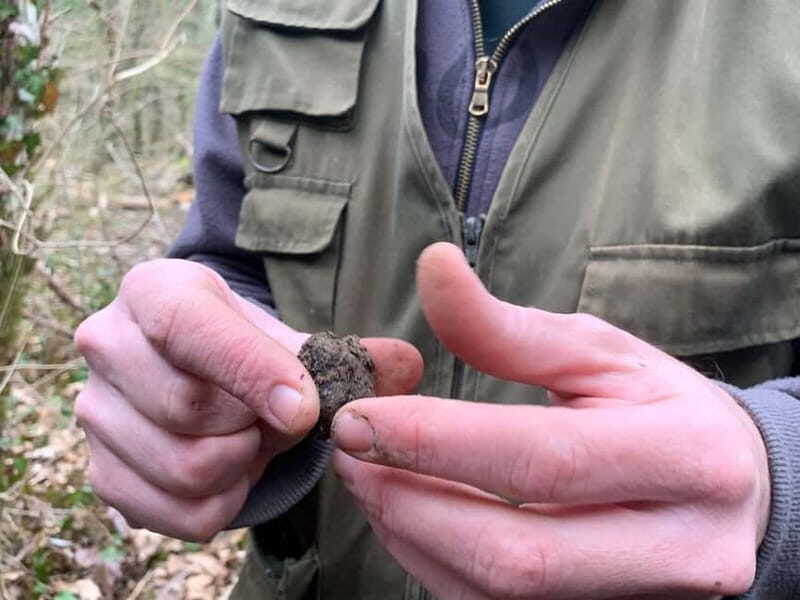 Livade: Guided Truffle Hunting Walking Tour - Exploring the Livade Guided Truffle Hunting Tour