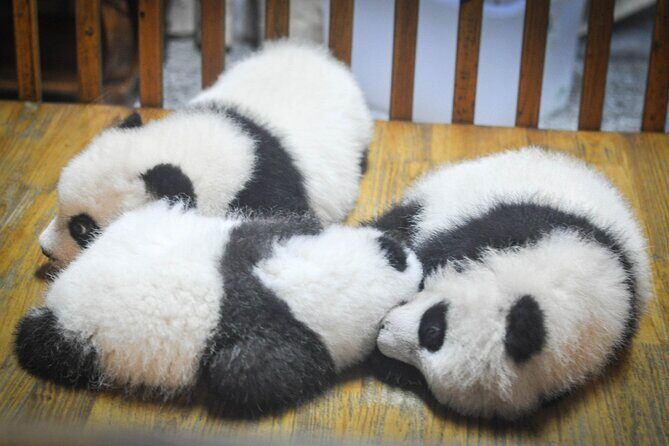 LIVE Streaming: Meet Pandas at Chengdu Research Base of Giant Panda Breeding - Key Points