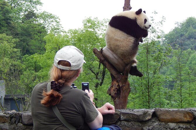 LIVE Streaming: Meet Pandas at Chengdu Research Base of Giant Panda Breeding - FAQ