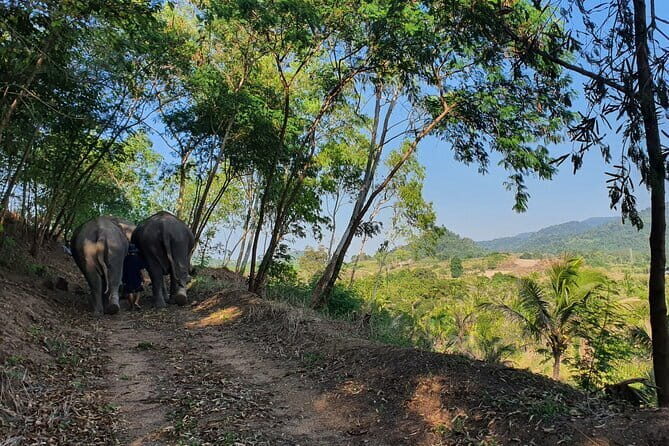 LIVING GREEN ELEPHANT SANCTUARY Chonburi - An In-Depth Look at the Experience