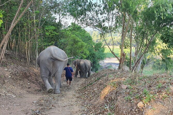 LIVING GREEN ELEPHANT SANCTUARY Chonburi - Review Highlights from Past Visitors