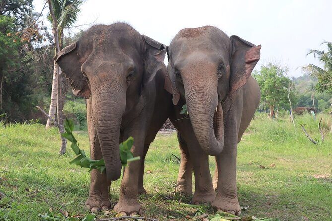 Living Green Elephant Sanctuary Experience near Bangkok & Pattaya - A Carefully Curated Day with Respectful Encounters