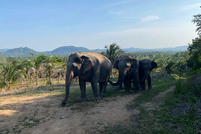 Living Green Elephant Sanctuary Experience near Bangkok & Pattaya - Transportation and Timing