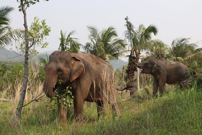 Living Green Elephant Sanctuary Experience near Bangkok & Pattaya - Authentic, Respectful, and Rewarding