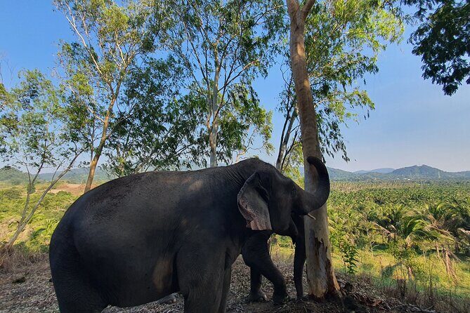 Living Green Elephant Sanctuary Experience near Bangkok & Pattaya - Who Should Consider This Tour?