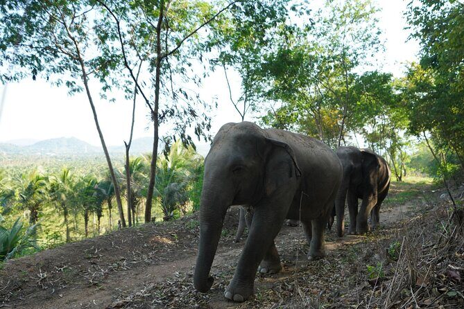Living Green Elephant Sanctuary Experience near Bangkok & Pattaya - Final Verdict
