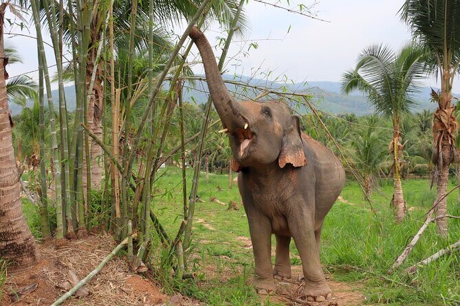 Living Green Elephant Sanctuary Tour from Bangkok and Pattaya - An In-Depth Look at the Experience