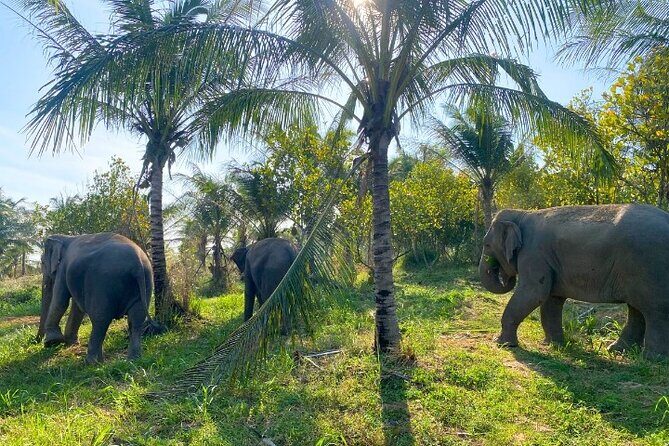 Living Green Elephant Sanctuary Tour from Bangkok and Pattaya - FAQ