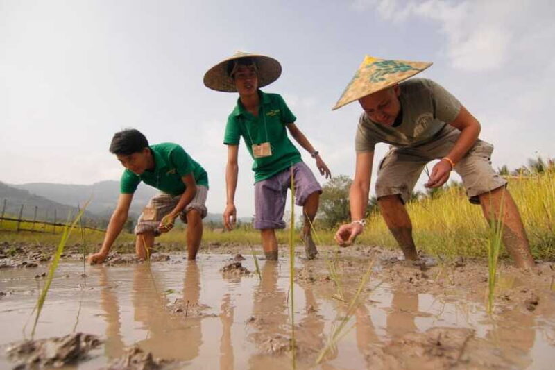 Living Land Farm Rice Experience - Authentic Experiences and Real Insights