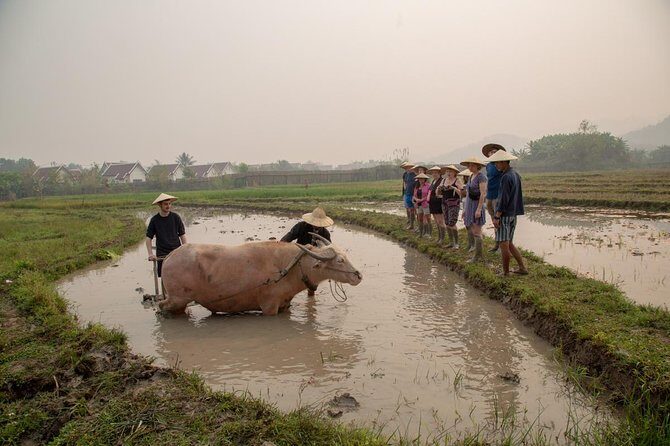 Living Land Rice Farming Experience - What to Expect on the Tour