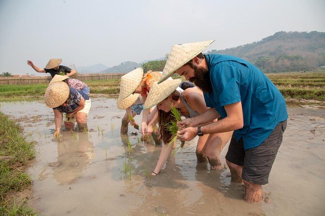 Living Land Rice Farming Experience - Who Will Enjoy This Tour?