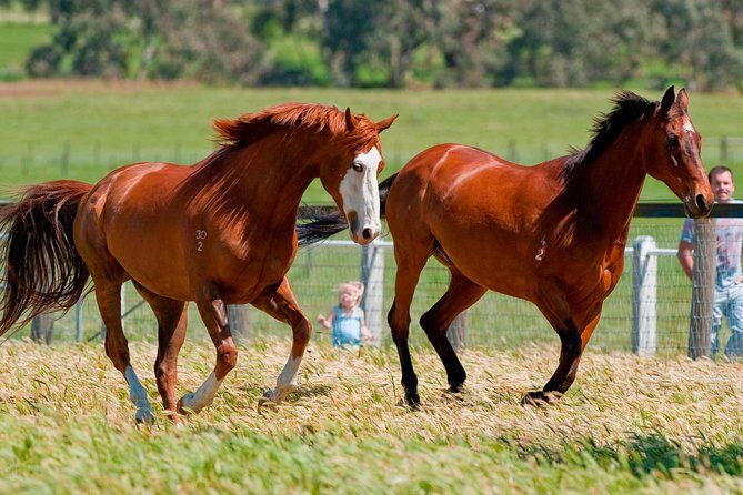Living Legends Champion Racehorse Guided Tour - What to Expect on the Tour
