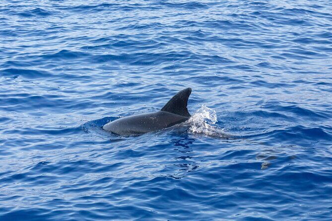 Living Sea Boat Trip in Madeira from Funchal - Final Thoughts